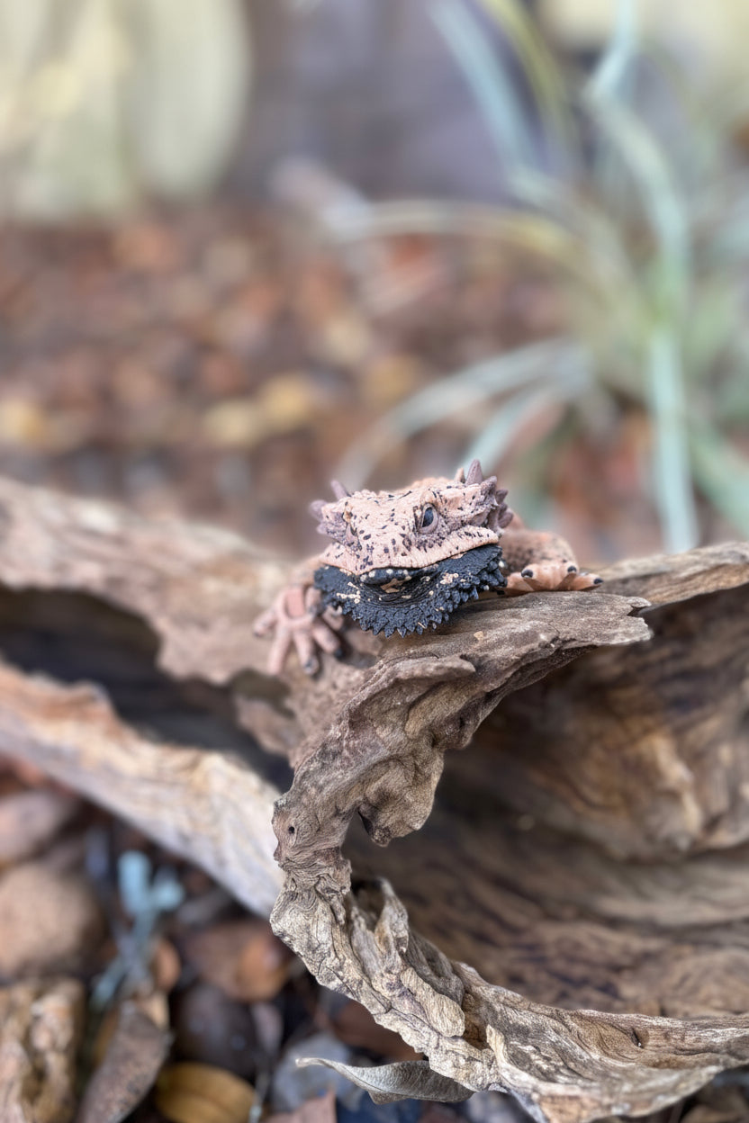 Reptiles – Cotto 3D Creations